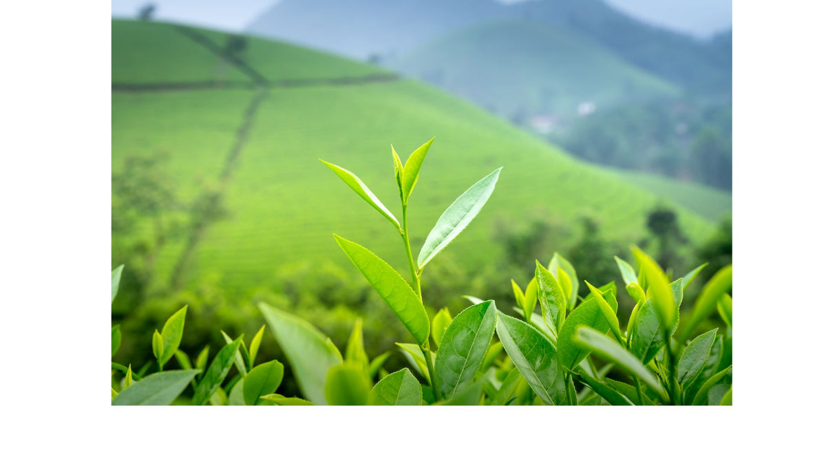International Tea Day 2024 | Bean Alliance Roastery Store